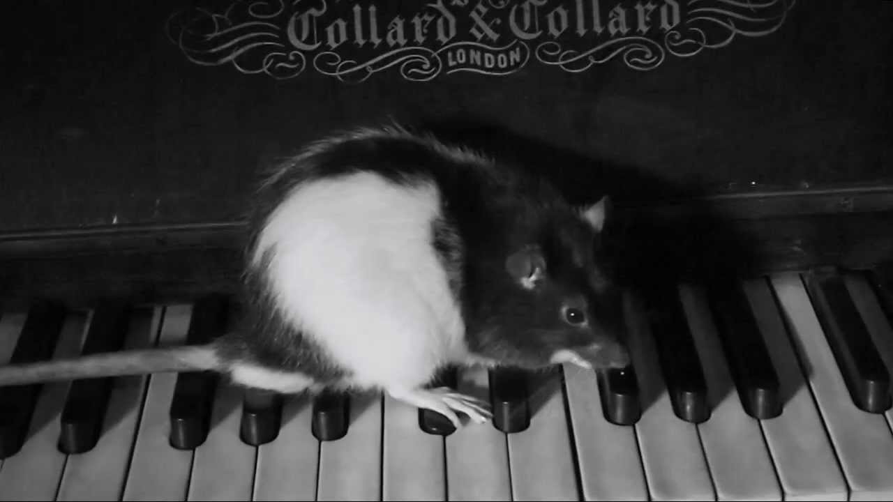 "La Rat" by Opposite Sex - YouTube