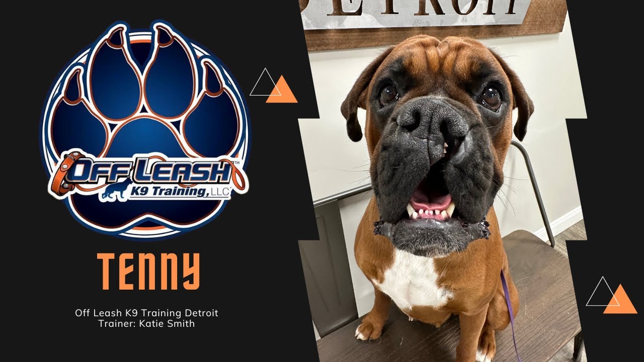 Cleft Palate Boxer “Tenny” l Obedience Transformation l Trainer Katie ...