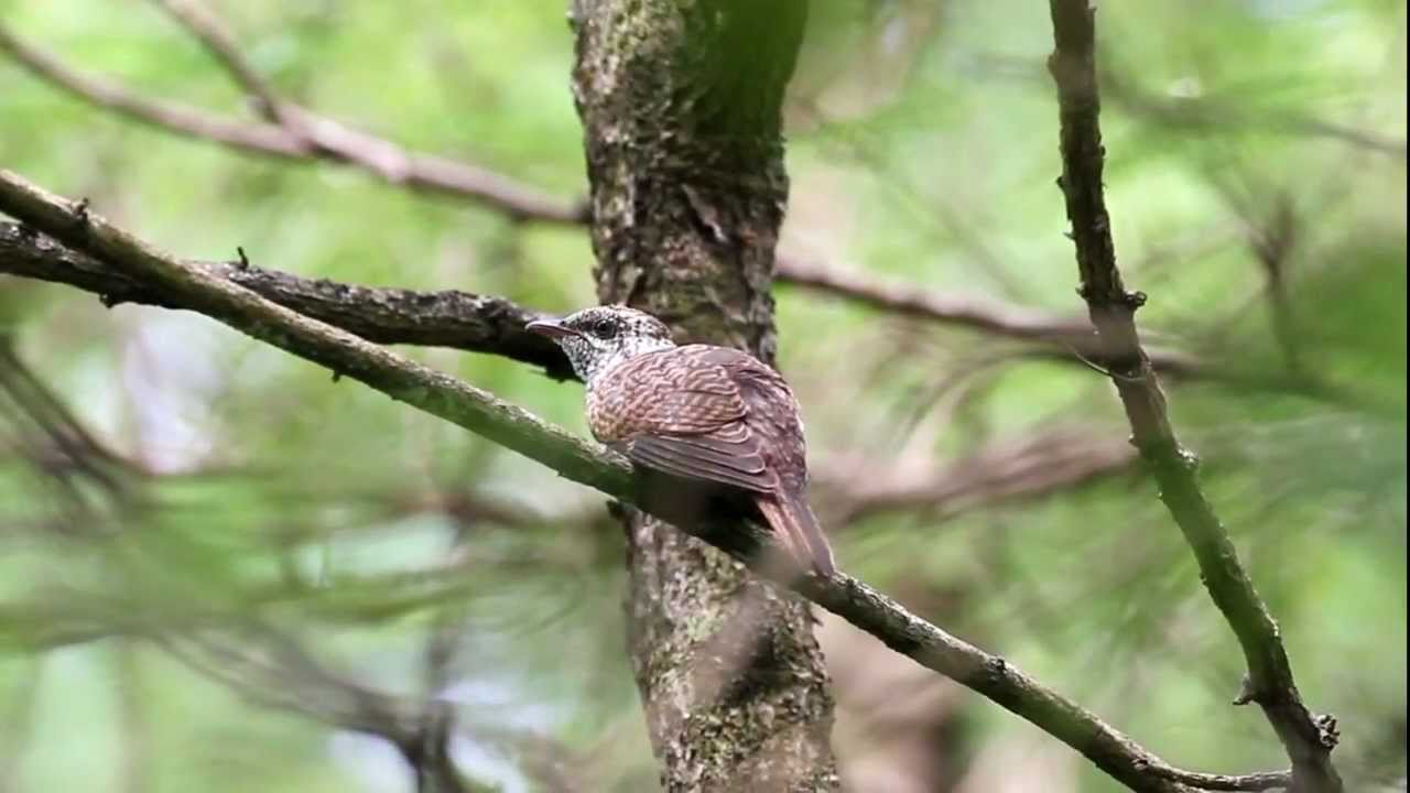Banded Bay Cuckoo brood parasitism with Common Iora hosts. - YouTube