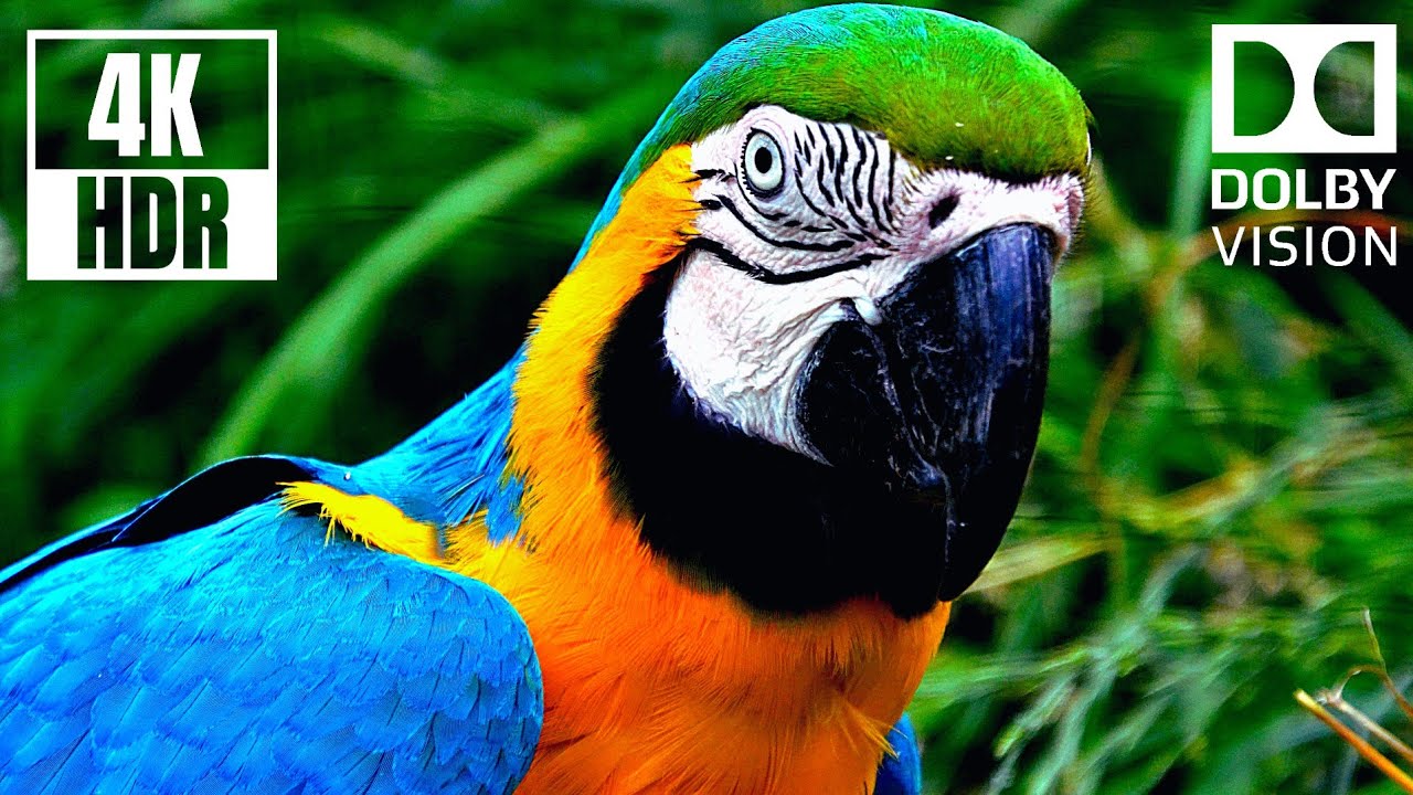 Explore The Best Colorful Wild Birds in 4K ULTRA HD - Scenic Wildlife ...