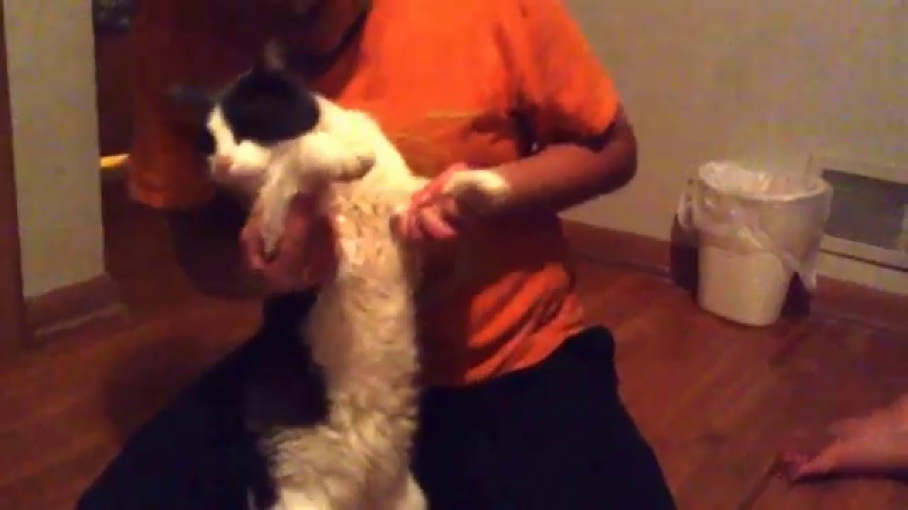 Cat teaches how to dab. - YouTube