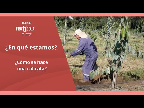 ¿Cómo se hace una calicata? Aquí puedes ver instrucciones paso a paso ...