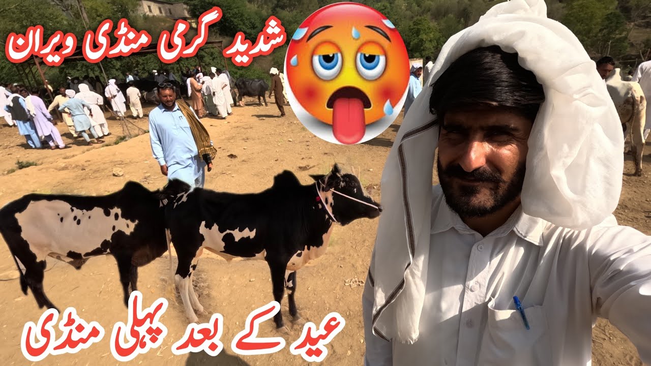 Latest price update of animal from the market of AJK || Dongi muvashi ...