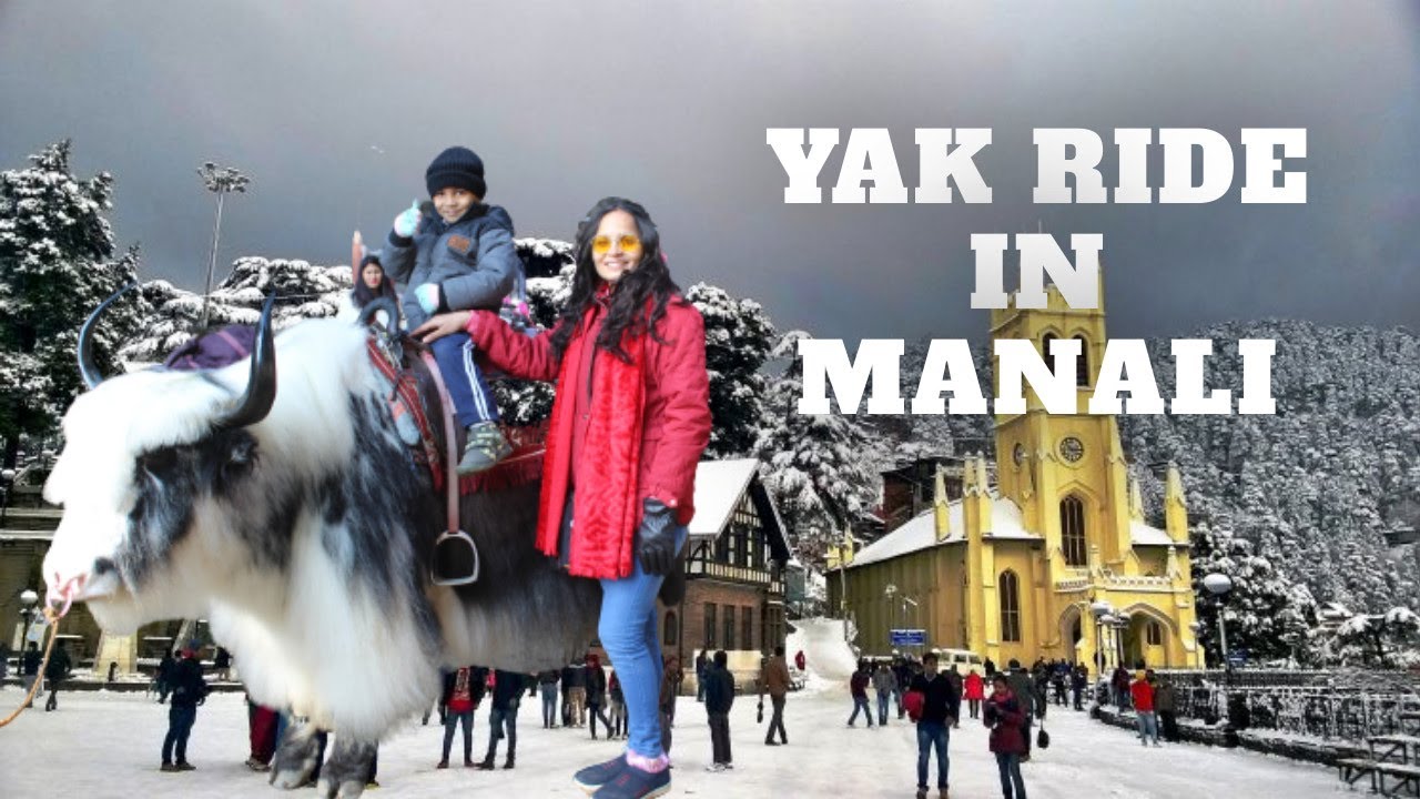 Yak Ride in Manali | Enjoy Yak Ride Near Hidamaba Temple - YouTube