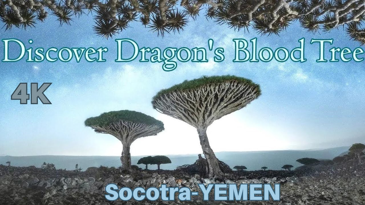 Discover the Mystical Dragon's Blood Tree: A Rare and Fascinating ...