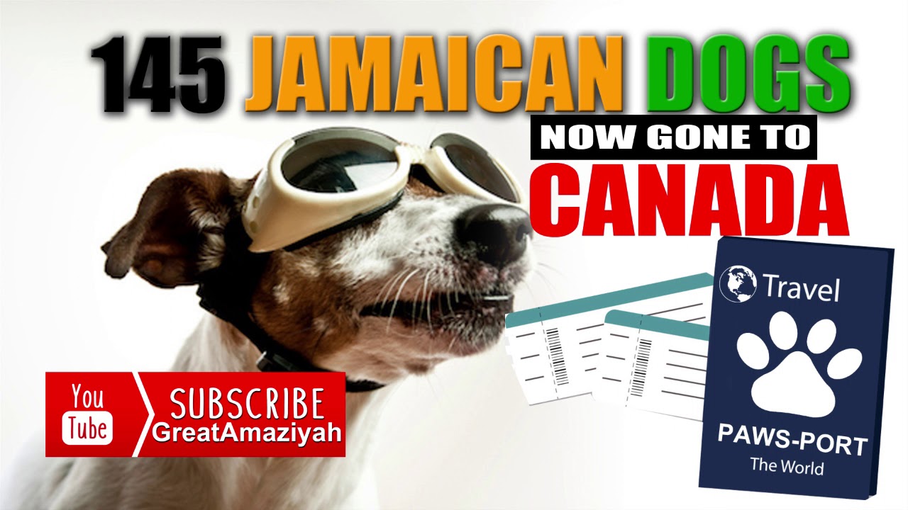 145 JAMAICAN DOGS GONE TO CANADA - YouTube