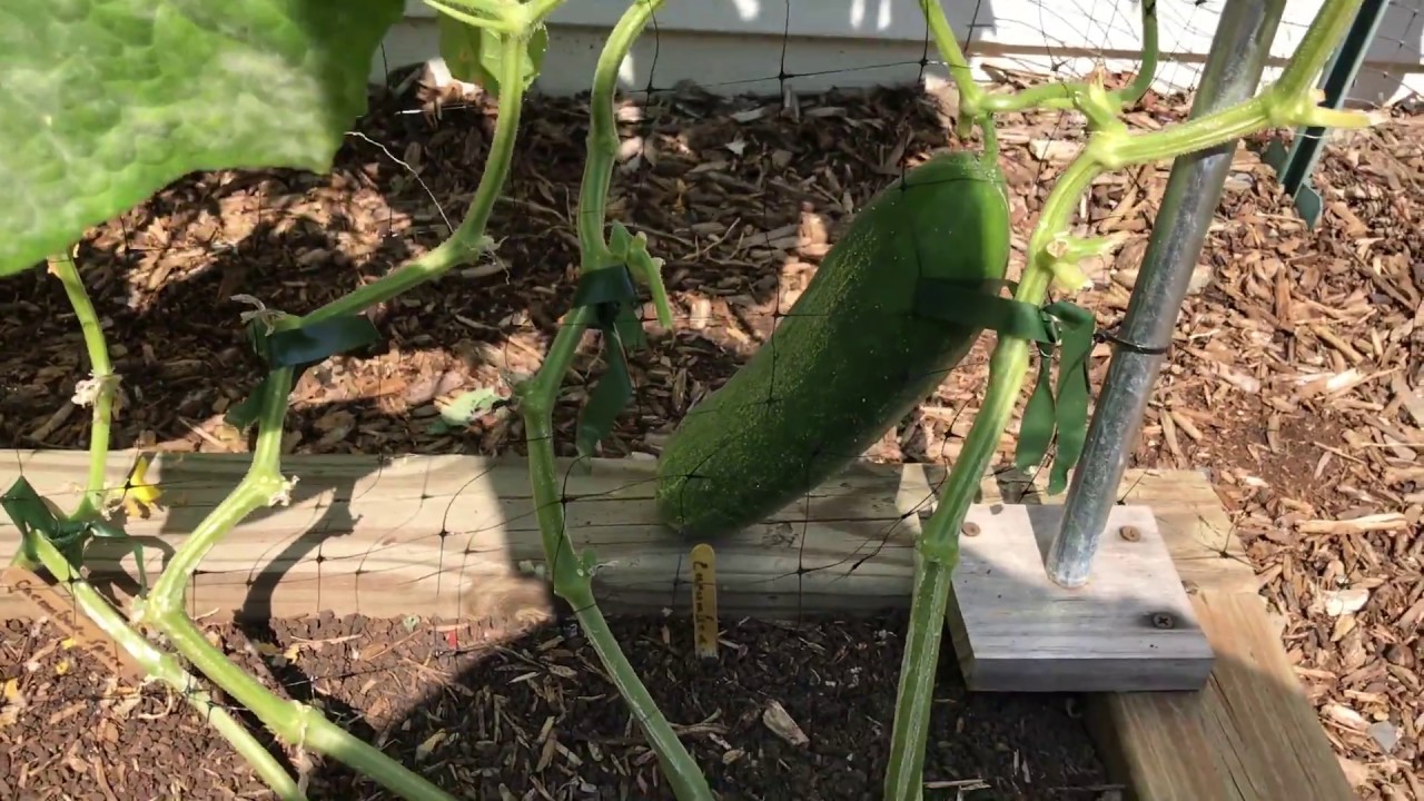 How to Prune Cucumbers For Best Production - YouTube