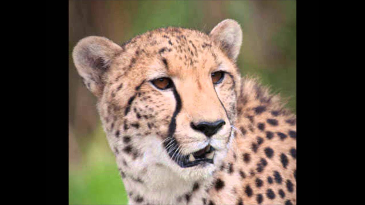 Cheetah vs Spotted Hyena - YouTube