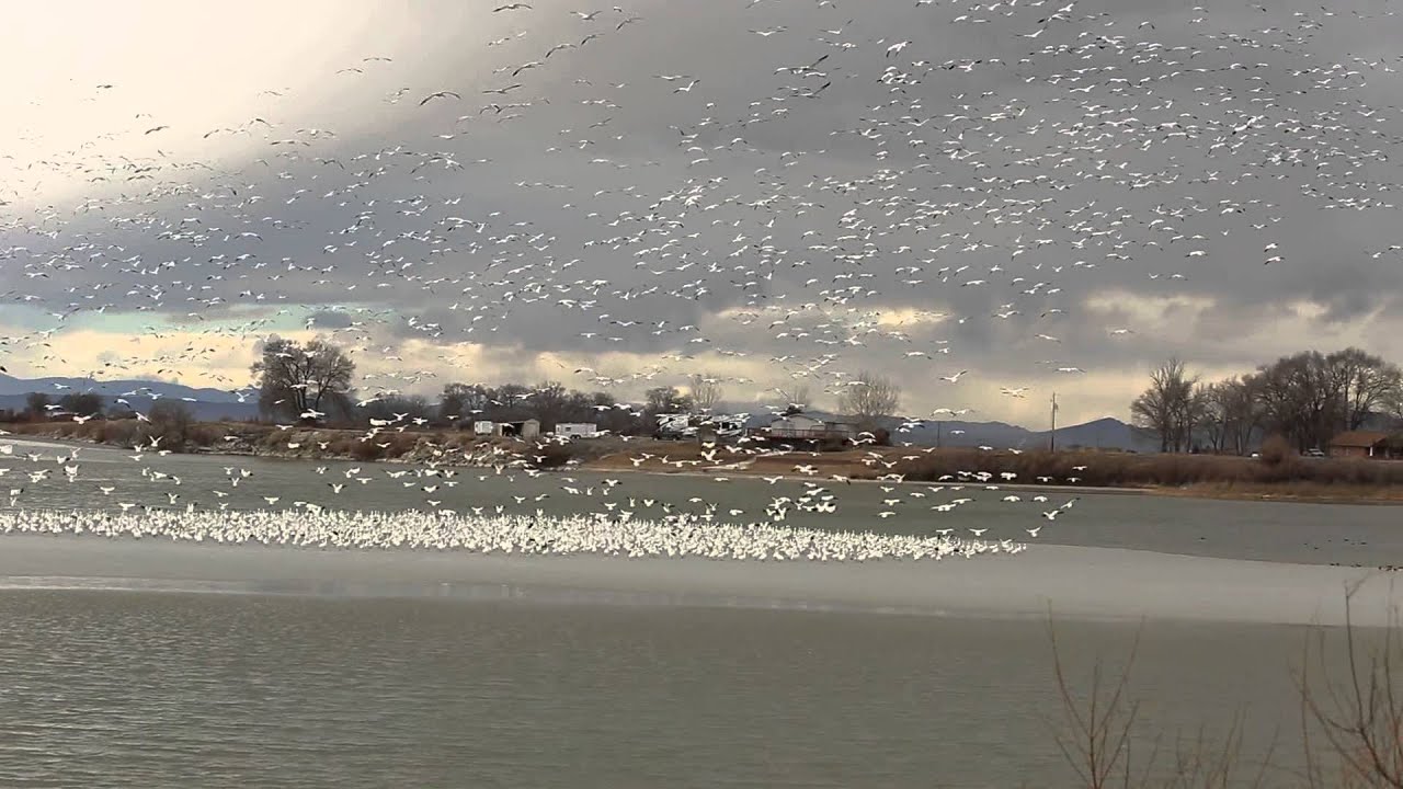 Snow Geese Migration Delta Utah - YouTube