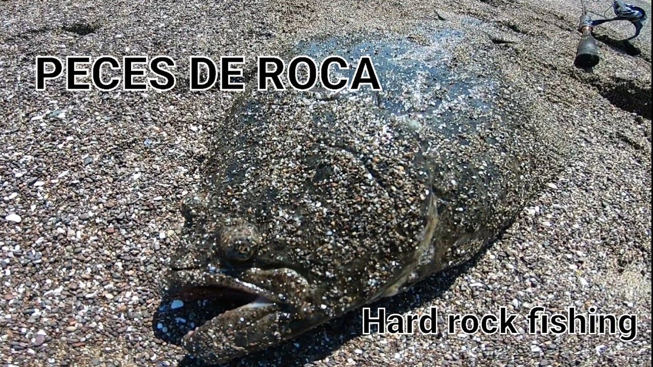 Peces de Roca, Hardrockfishing pesca en antofagasta, lenguados ...