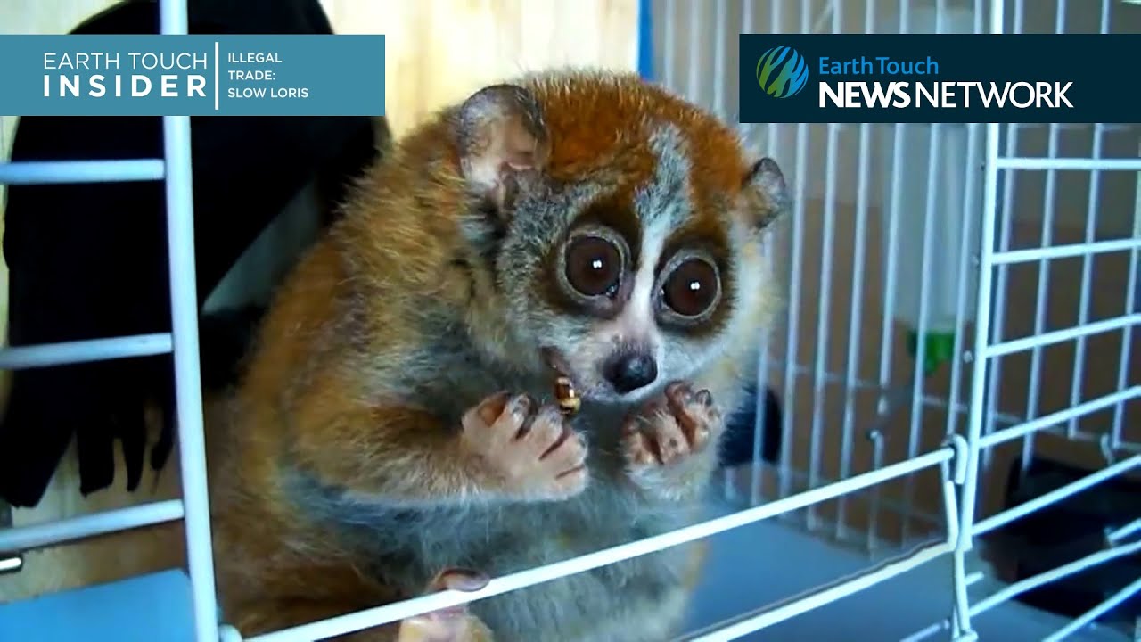 Meet the wildlife warriors saving the world's cutest primate - YouTube