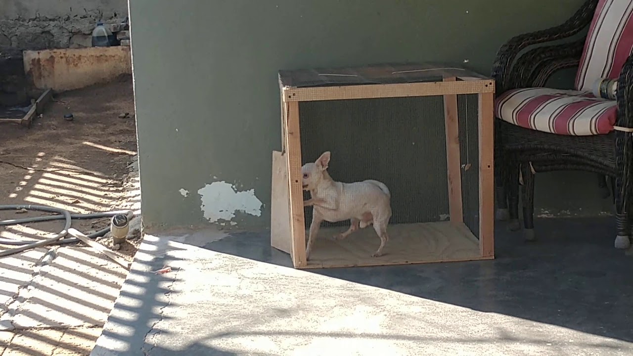 Condicionamiento instrumental - ley del efecto - caja problema de ...