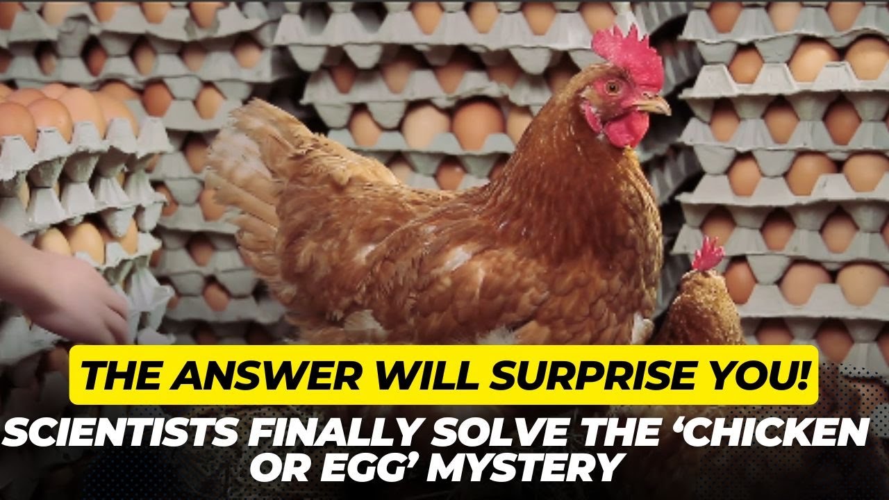 Scientists Finally Solve the ‘Chicken or Egg’ Mystery—And the Answer ...