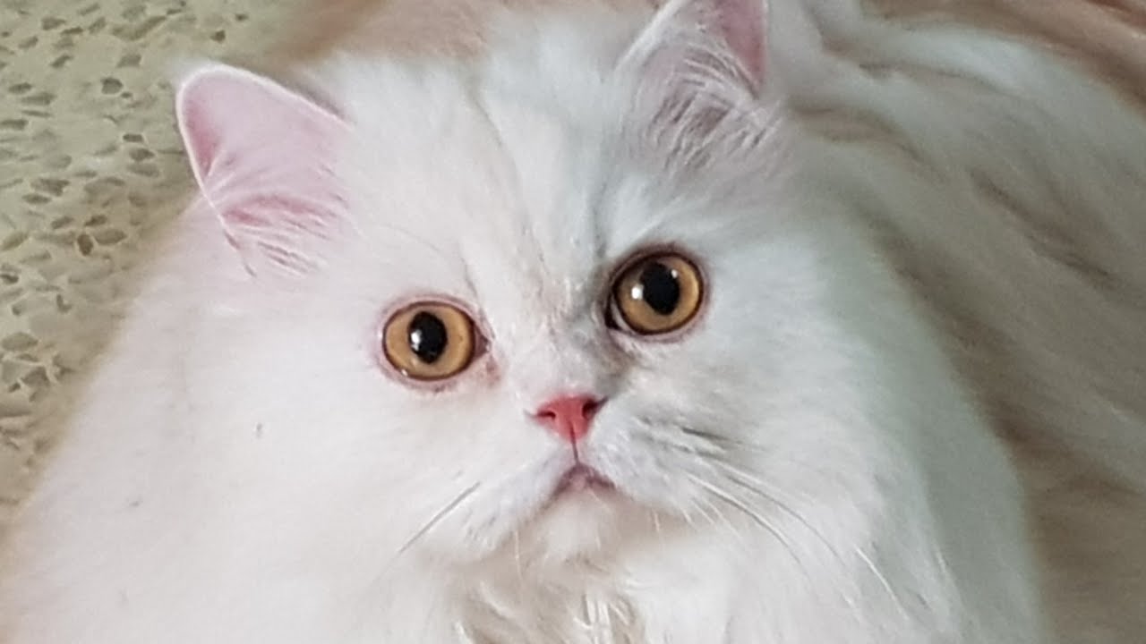 memu the detective cat 🕵️‍♂️🔎😼🐈 - YouTube