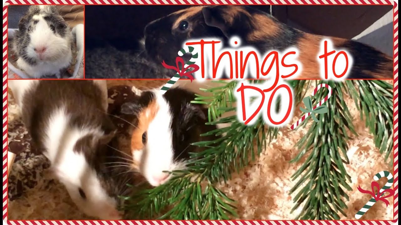 Fun Things To Do With Guinea Pigs In The Winter | Christmas with the ...
