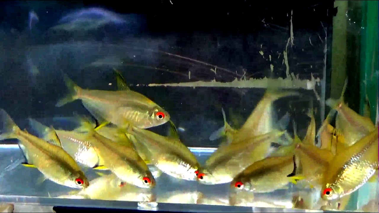 lemon tetra - YouTube