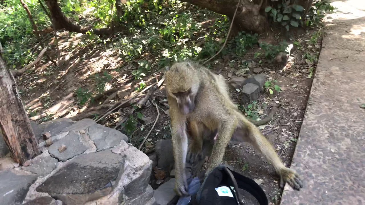 Giant baboon steals and pees on backpack at Victoria Falls - YouTube