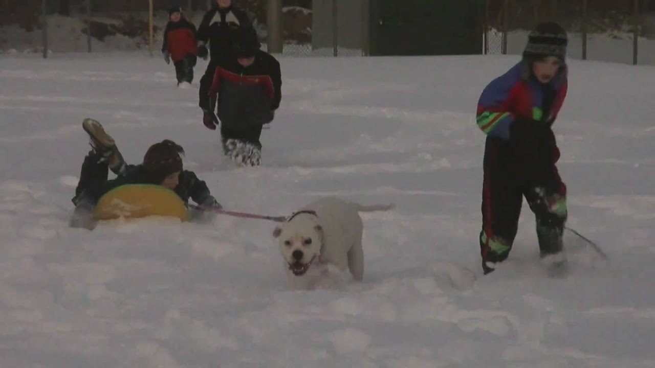 AMERICAN BULLDOG SLED PULL dogsled - YouTube