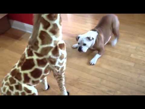 Dog vs toy giraffe - YouTube