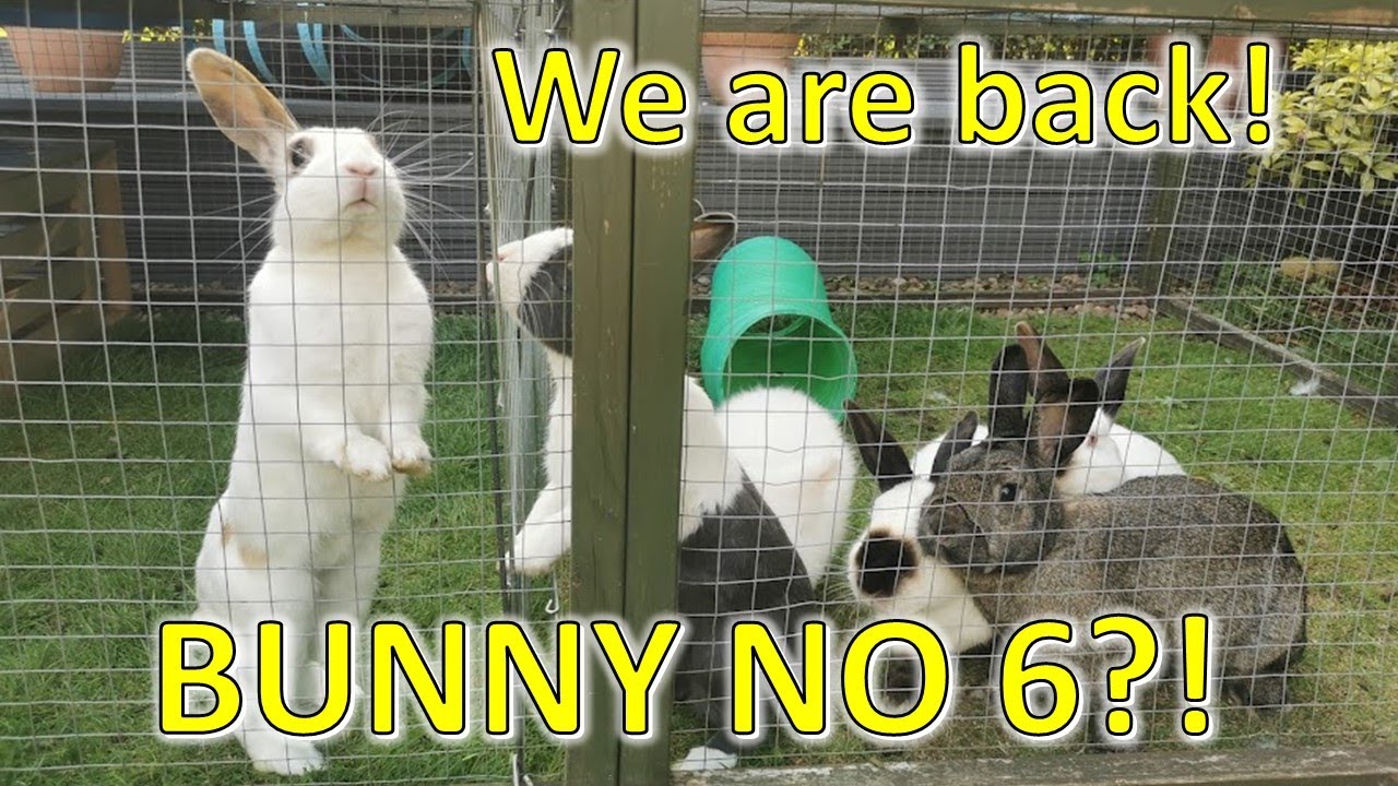 We're back! BUNNY NO 6?! - YouTube