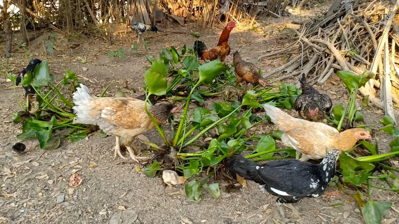 Chicken Enjoy Eating Water Hyacinth - Water Hyacinth Plants - YouTube