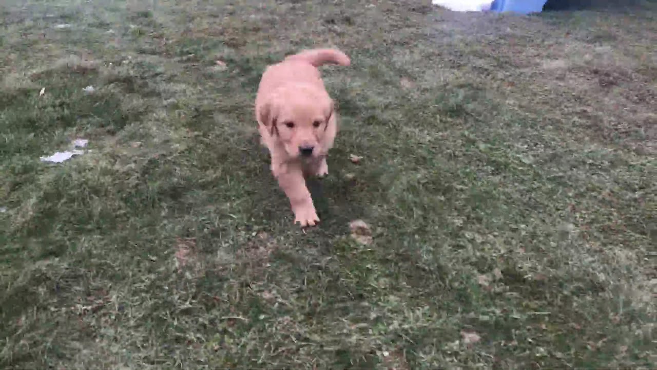 Travis Golden Retriever Puppy for sale - YouTube