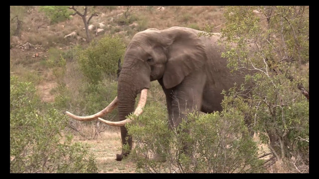 Big Tusker Elephant in the Kruger National Park #africanelephants# ...