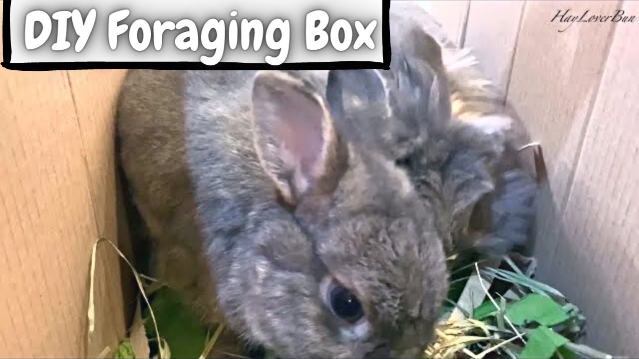 DIY Foraging Box: How To Play With Your Bunny - YouTube