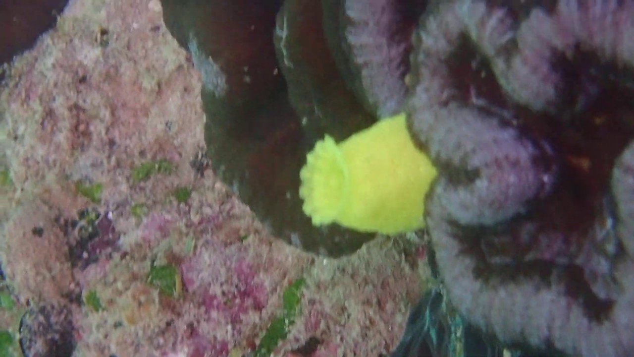 A primitive creature that actually has a brain! - YouTube