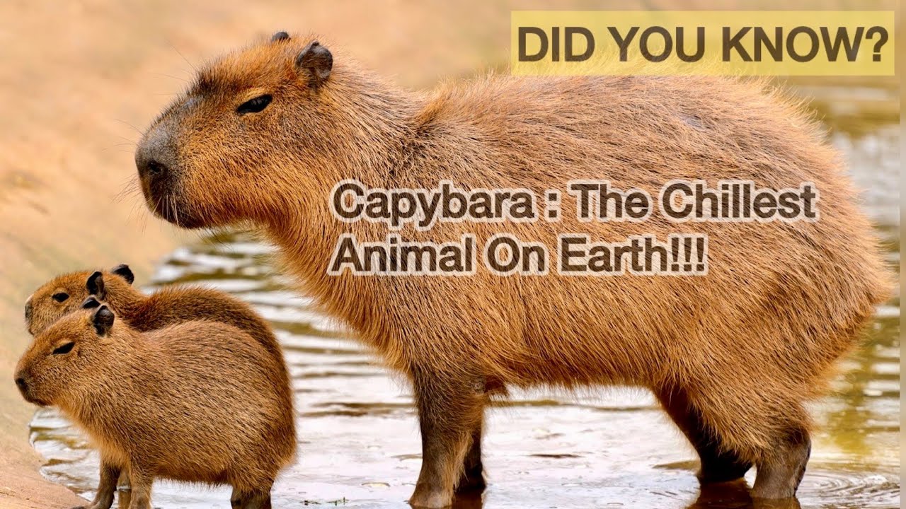 Capybara : The Chillest Animal On Earth!!! || @NaturesEye11 #capybara # ...