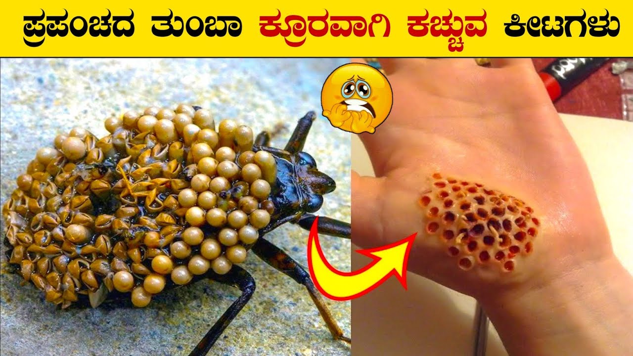 ಈ ಕೀಟಗಳು ಕಂಡರೆ ತಕ್ಷಣ ಅಲ್ಲಿಂದ ಓಡಿ | World's Most Dangerous Bugs In ...