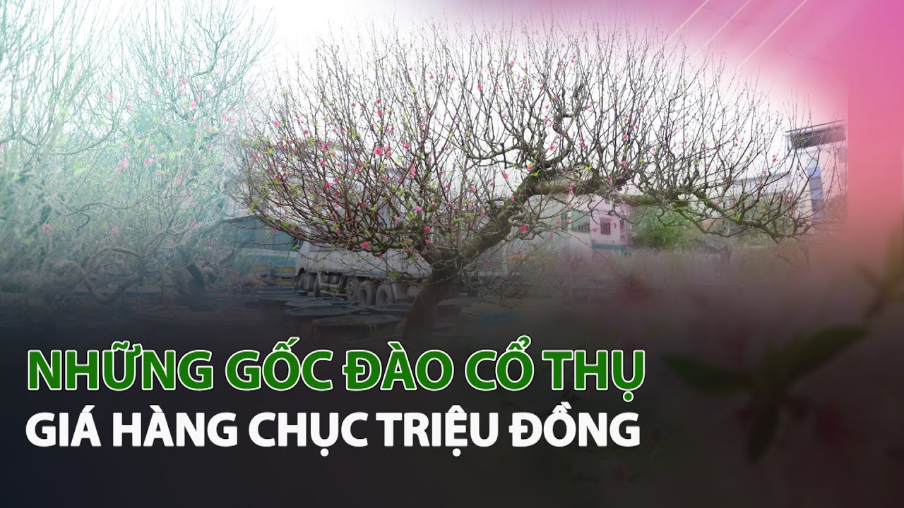 Những gốc Đào Cổ Thụ giá hàng chục triệu đồng| VTC14 - YouTube