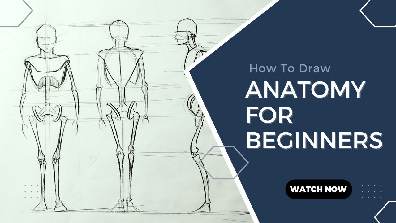 How to Draw Anatomy for Beginners in Easy Steps - Tutorial - YouTube