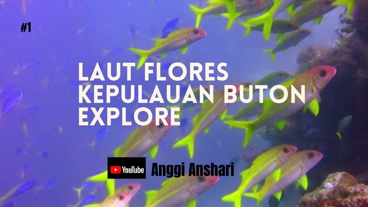 Diving Laut Flores Kepulauan Buton, Amazing biodiversity - YouTube