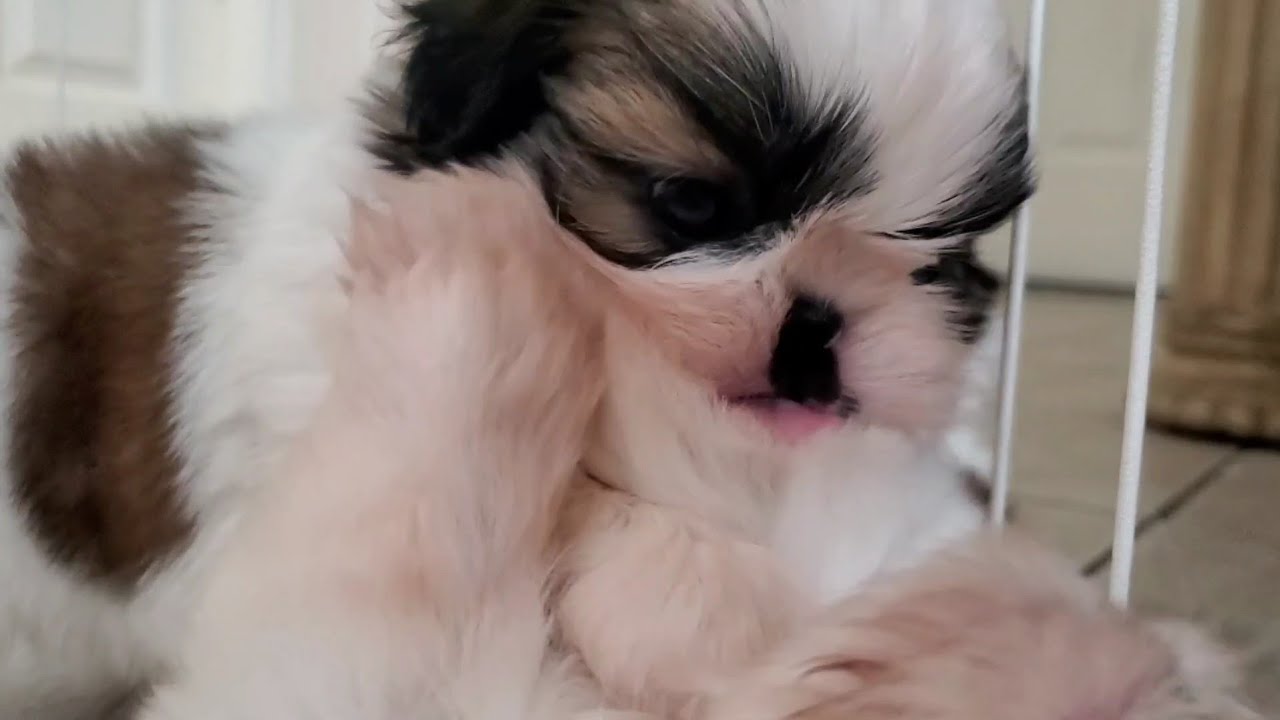 Shih Tzu Puppies play fighting game in their playpen || SUPER CUTE 😍 ...