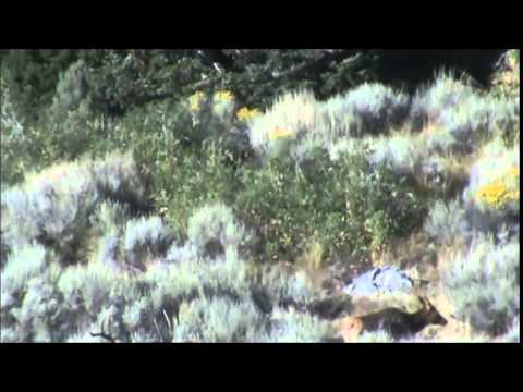 Little Weener - YouTube
