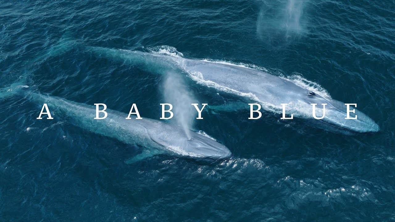 The Return of Baby Blue Whales - YouTube