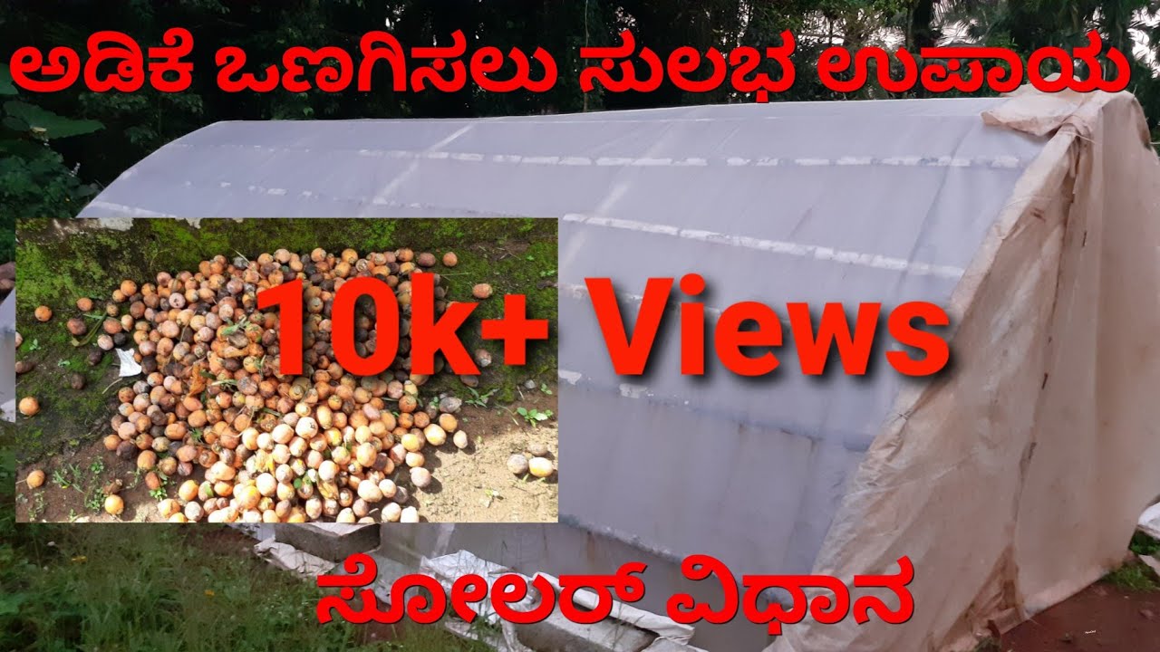 ! Solution for drying areca during Rain ! Solar ! Easy method ...