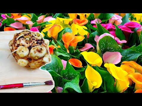 💐Calas de Colores Cómo guardar los BULBOS para tener MÁS FLORES.
