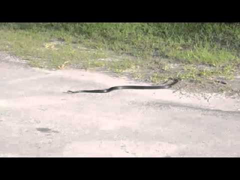 VB: Harlem Shake Animal Cobra - Snake Harlem Shake - YouTube
