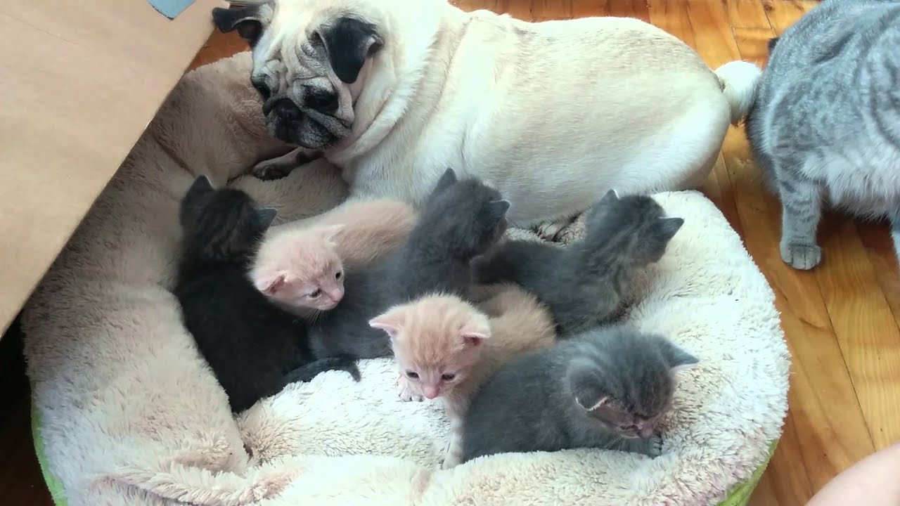 Pug and kittens! - YouTube
