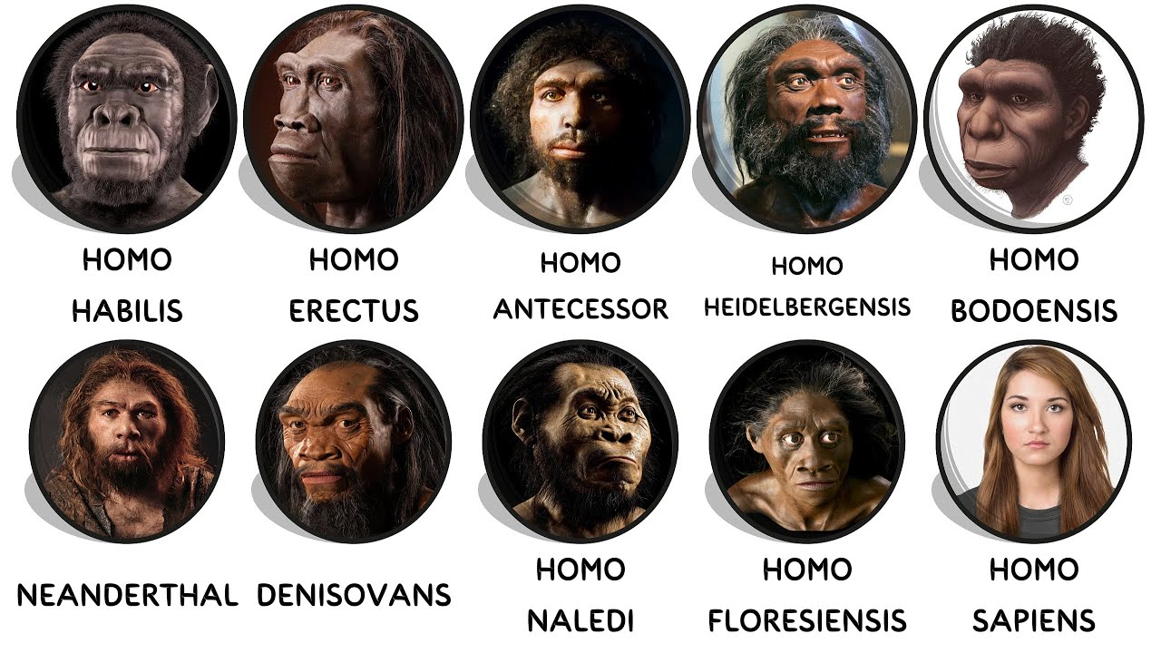 Every Different Human Species Explained in 10 minutes - YouTube