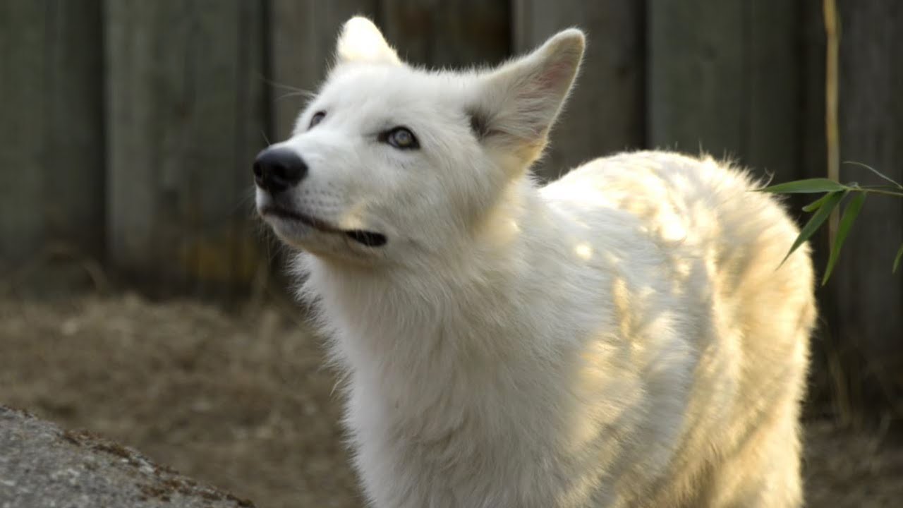 What's New at the Zoo: Grey Wolf Pups - Episode 1 - YouTube