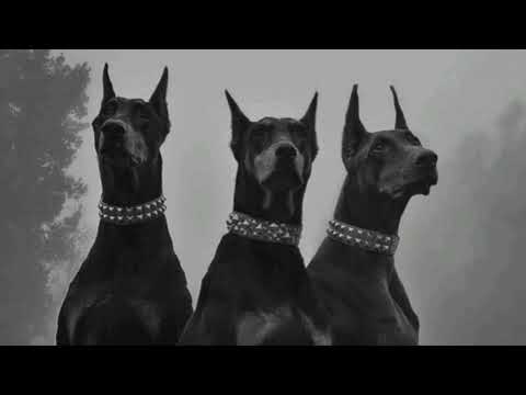 HavHavHav (Ardahan Beats Remix) 2025 Bass Boosted 🔊 