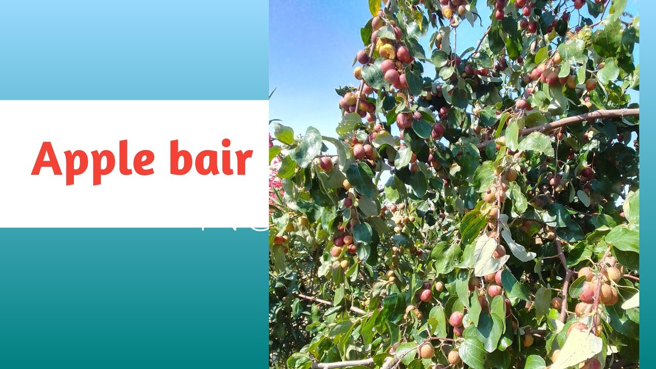 Apple bair in my home garden - YouTube