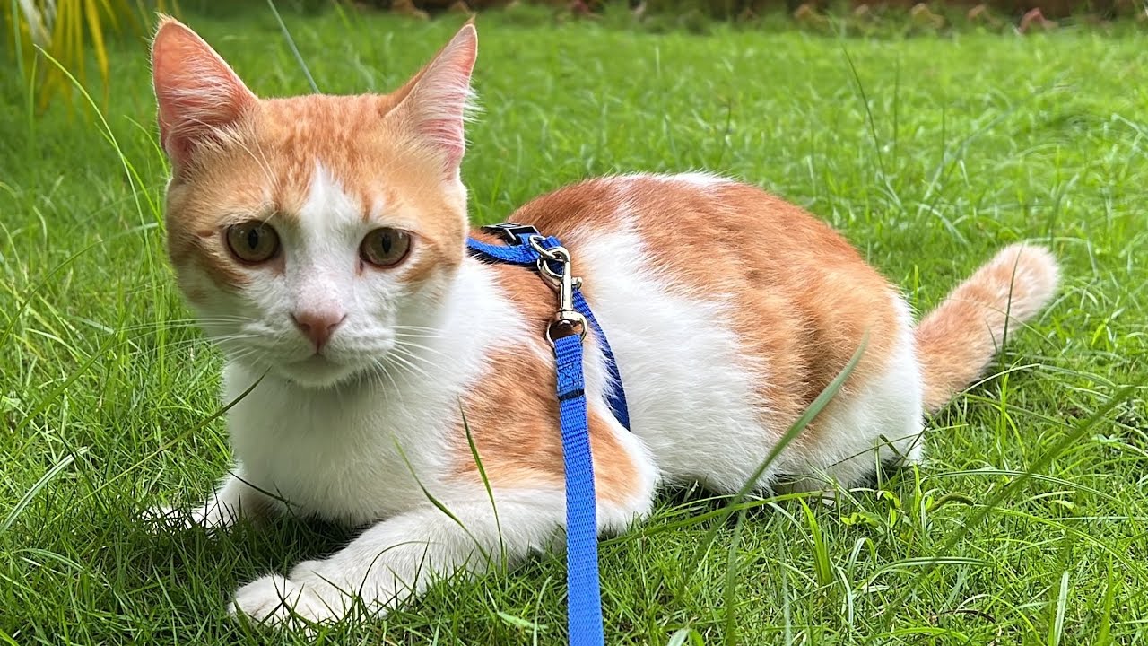 Cute Kittens Meowing And Purring | KittenSounds | Cat Meows - YouTube