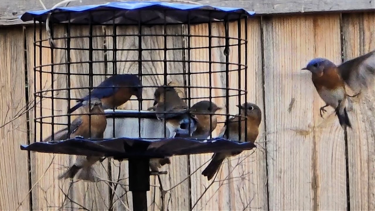 Eastern Bluebirds Flock to the Mealworm Feeder During the Winter Months ...