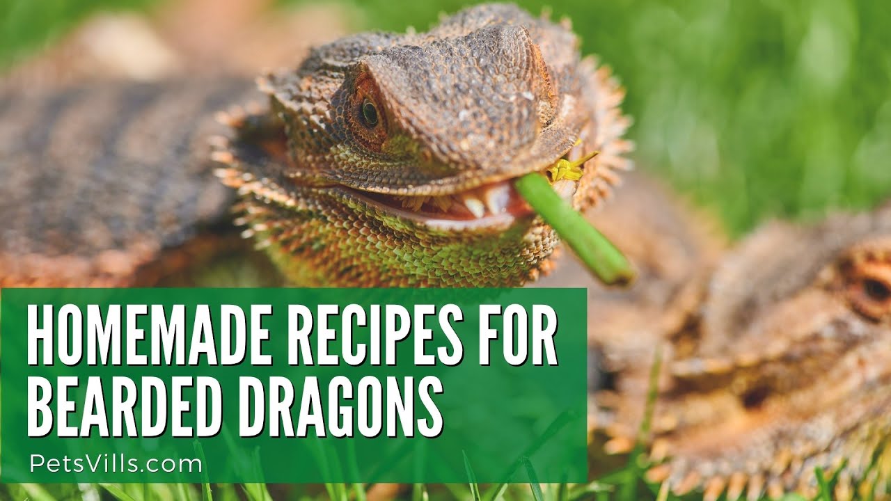 Delicious BEARDED DRAGON Homemade Food Recipes - YouTube