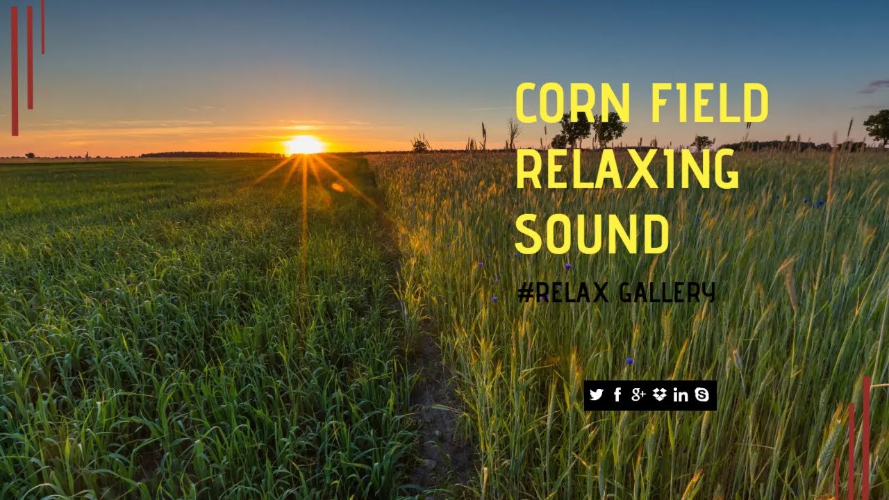 Corn Field Relaxing, Deep Sleeping Music, Relaxing Music, Stress Relief ...