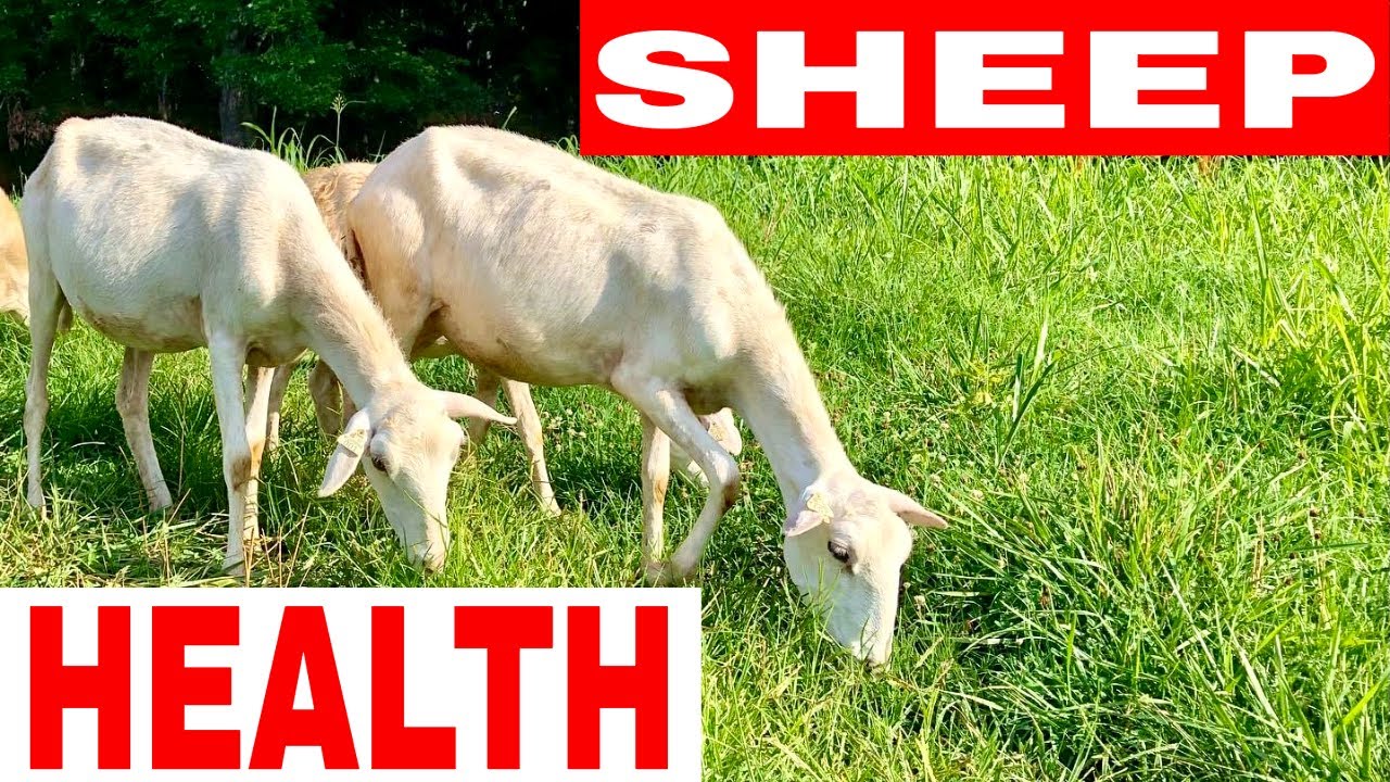 Sheep Raising For Beginners | Timshel Wildland Series | Part 5 - YouTube